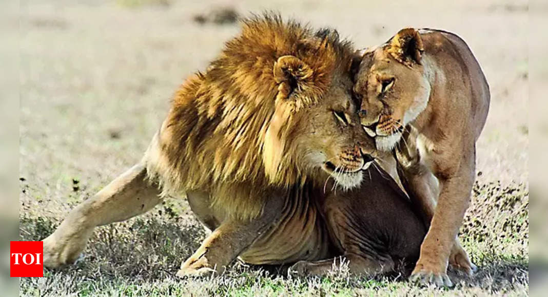 Why a 3-legged lion and its brother swam across a crocodile-filled ...